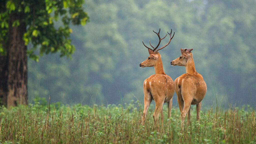 7 Best Wildlife Location For Weekend Tour From Delhi