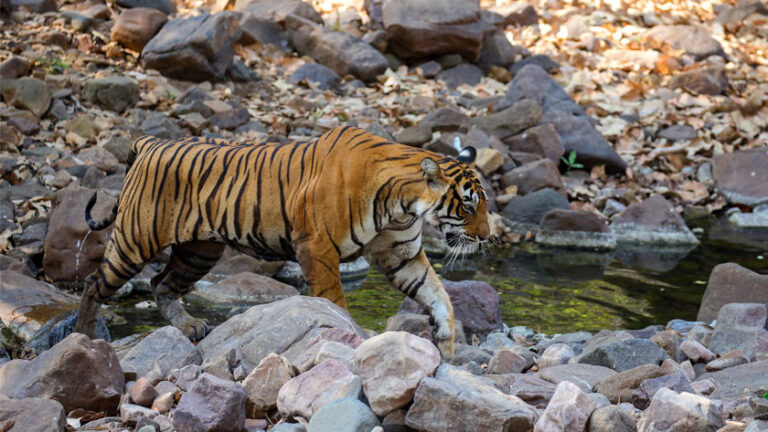 Online Jim Corbett Safari Booking with Snaptours